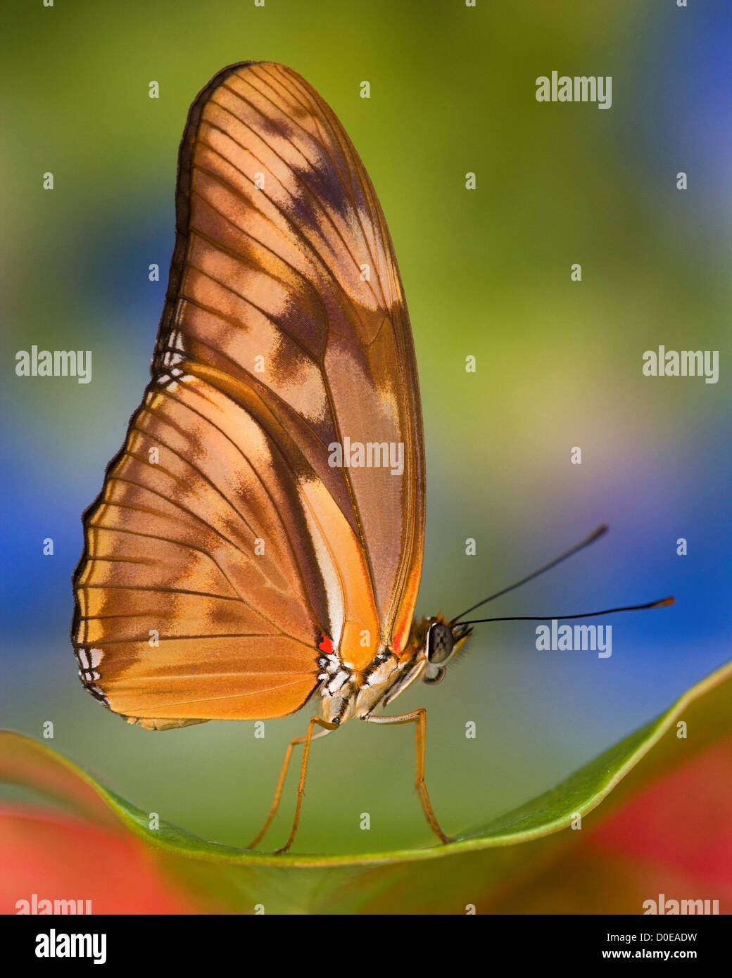 Butterfly anthurium hi-res stock photography and images - Alamy