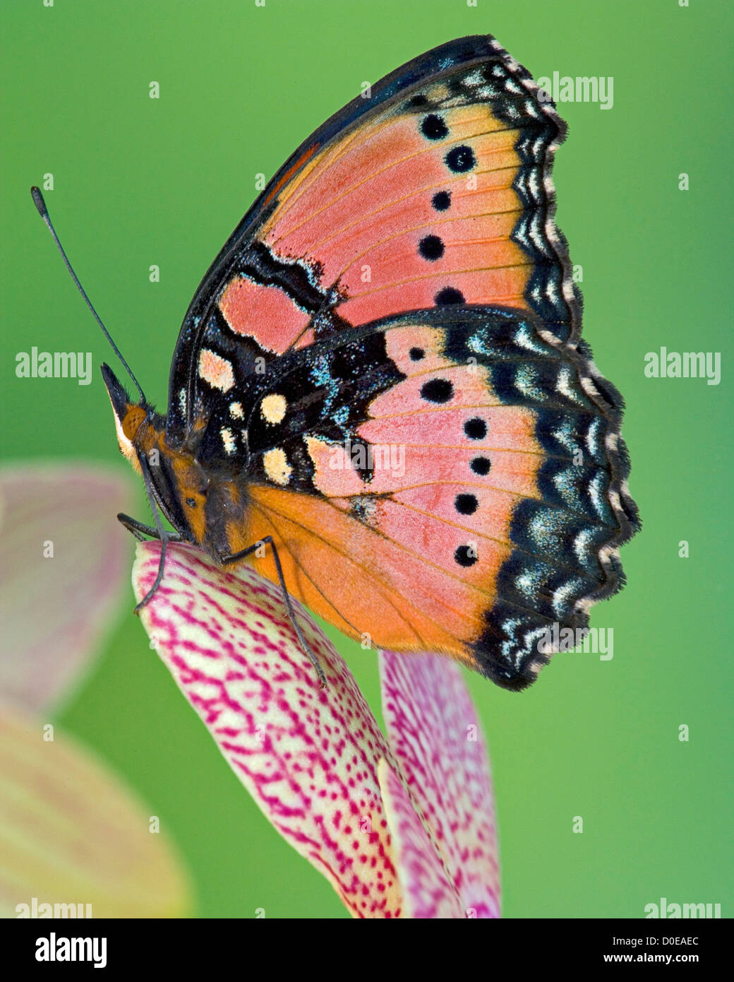 Gaudy Commodore Butterfly in Wet Season Colors Stock Photo - Alamy
