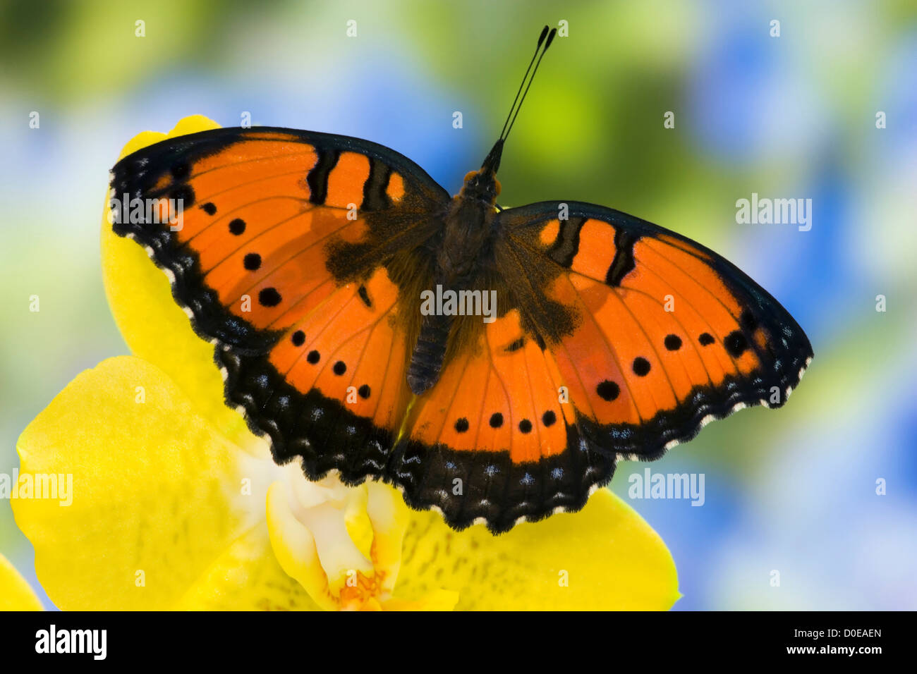 Gaudy Commodore Butterfly in Wet Season Colors Stock Photo - Alamy