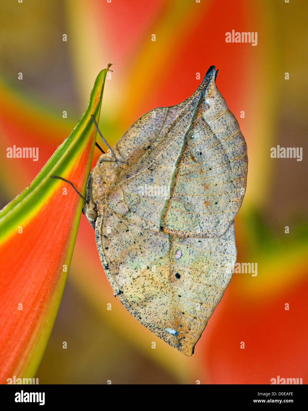 Dead leaf kallima inachus hi-res stock photography and images - Alamy