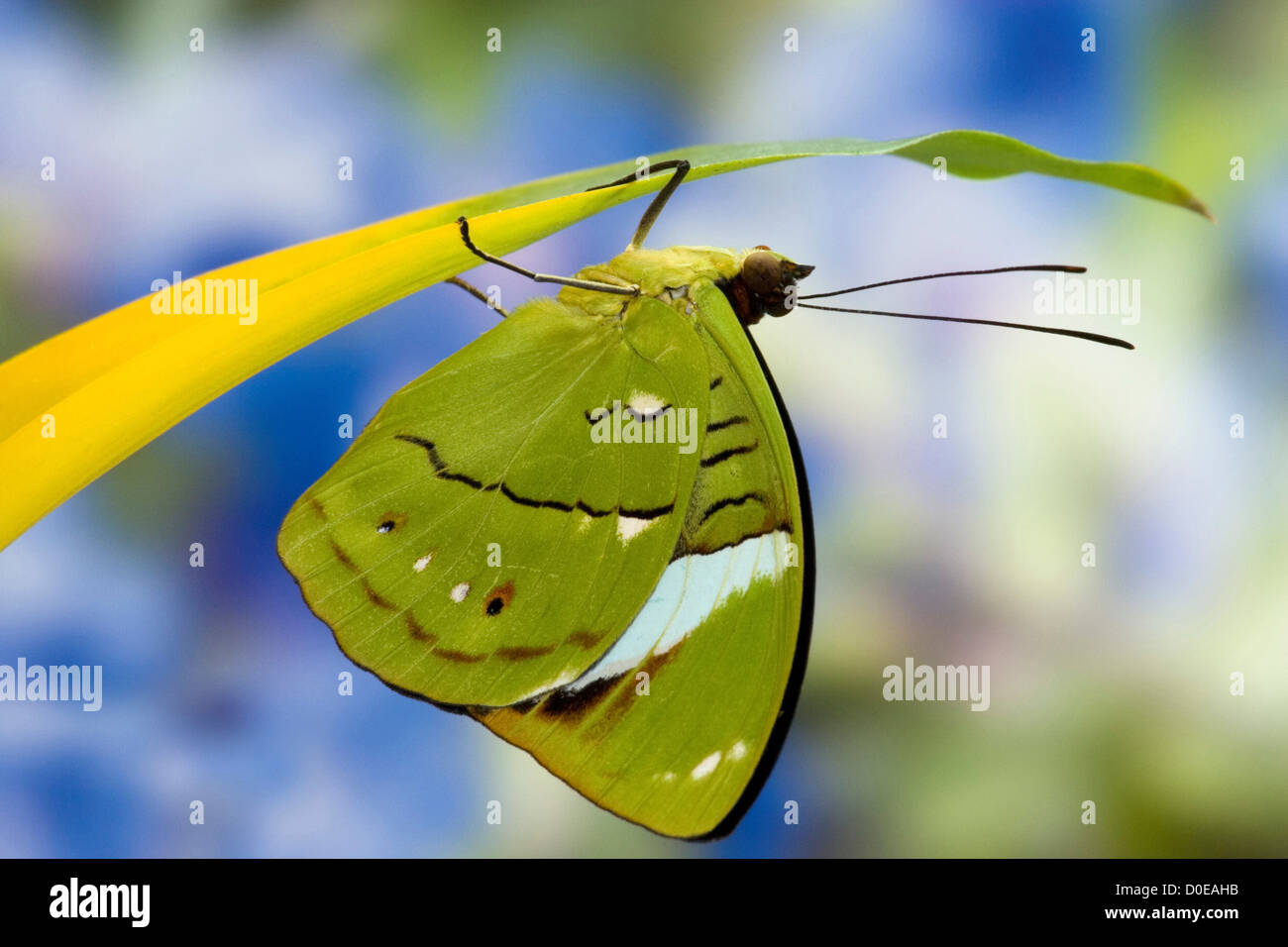 Aglaura olivewing hi-res stock photography and images - Alamy