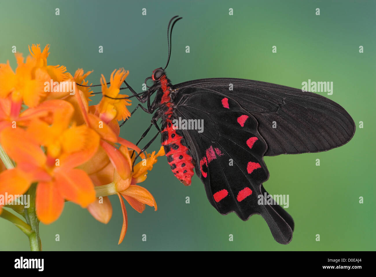 Pink Rose And Butterfly