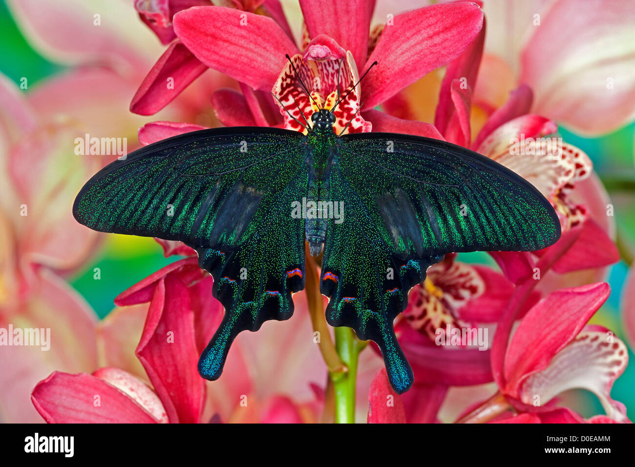 Chinese Peacock Papilio Bianor High Resolution Stock Photography and ...