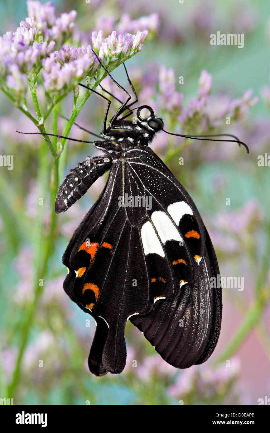 Red helen swallowtail butterfly hi-res stock photography and images - Alamy