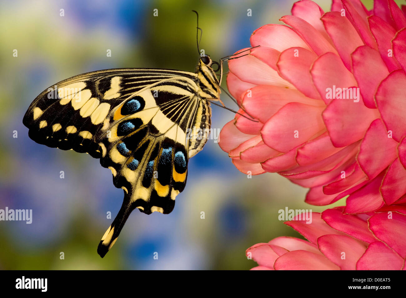 Emperor swallowtail hi-res stock photography and images - Alamy