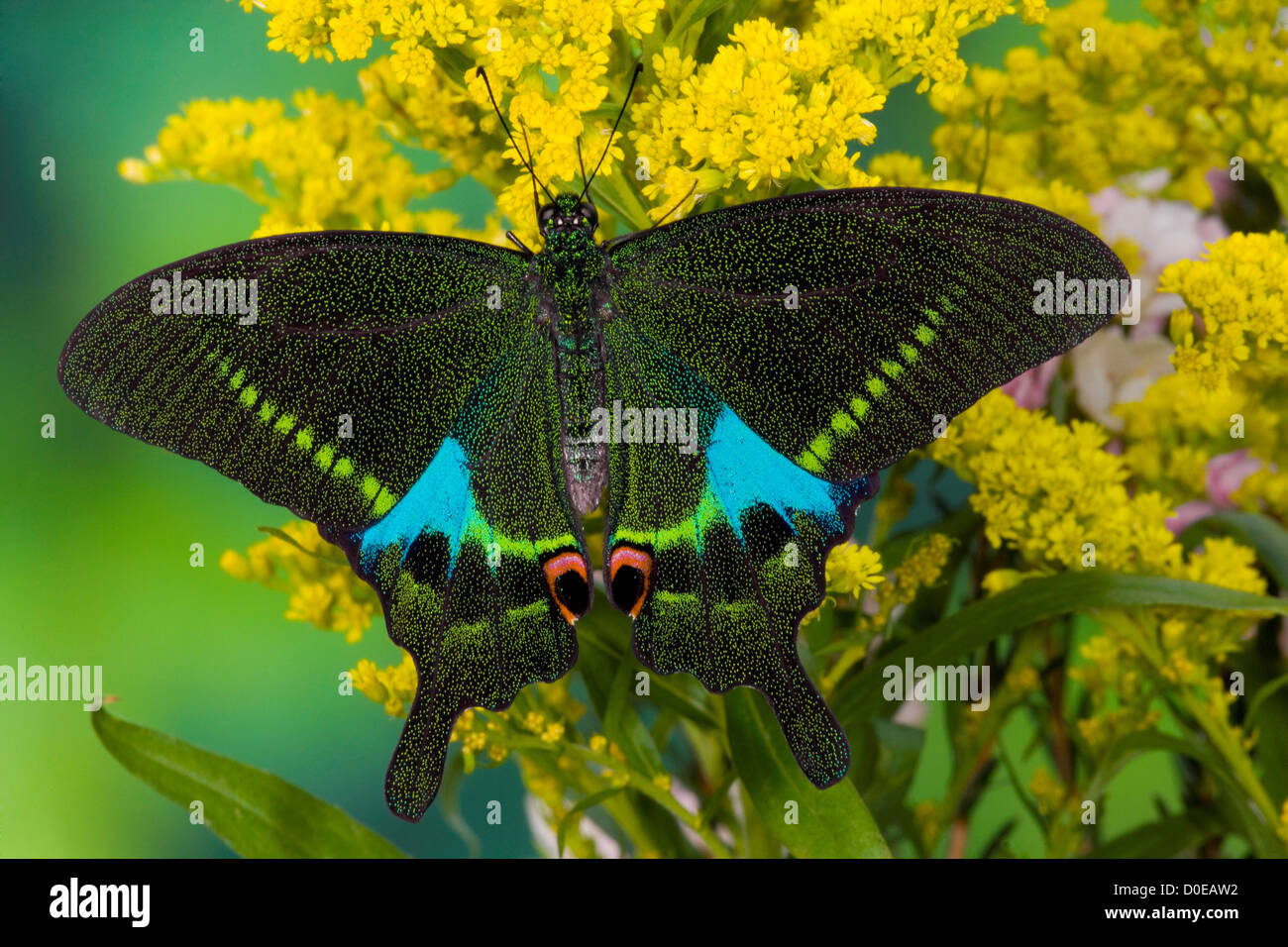 Paris peacock butterfly hi-res stock photography and images - Alamy