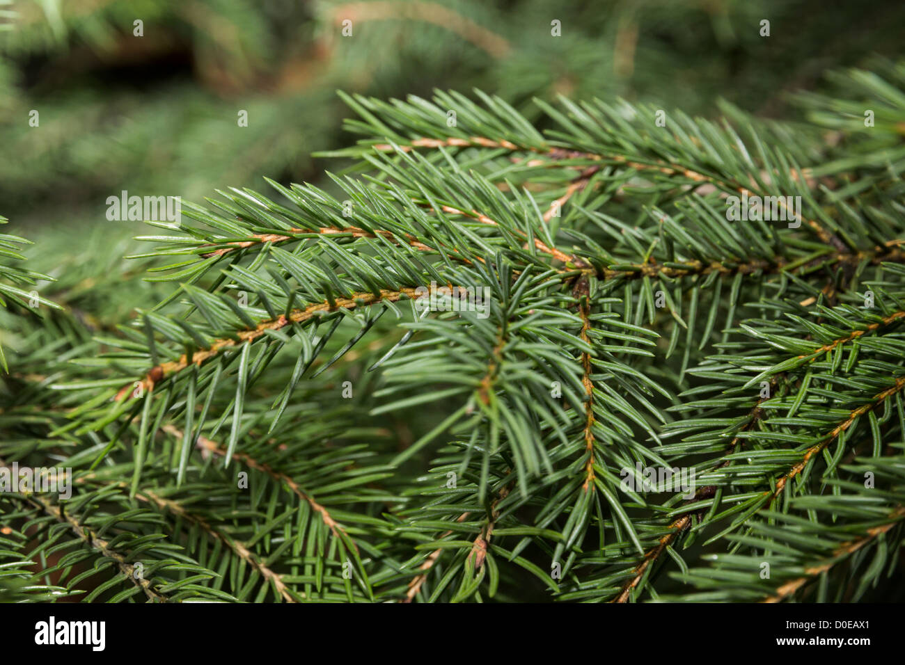 fir branch close up, can be used as a background Stock Photo - Alamy