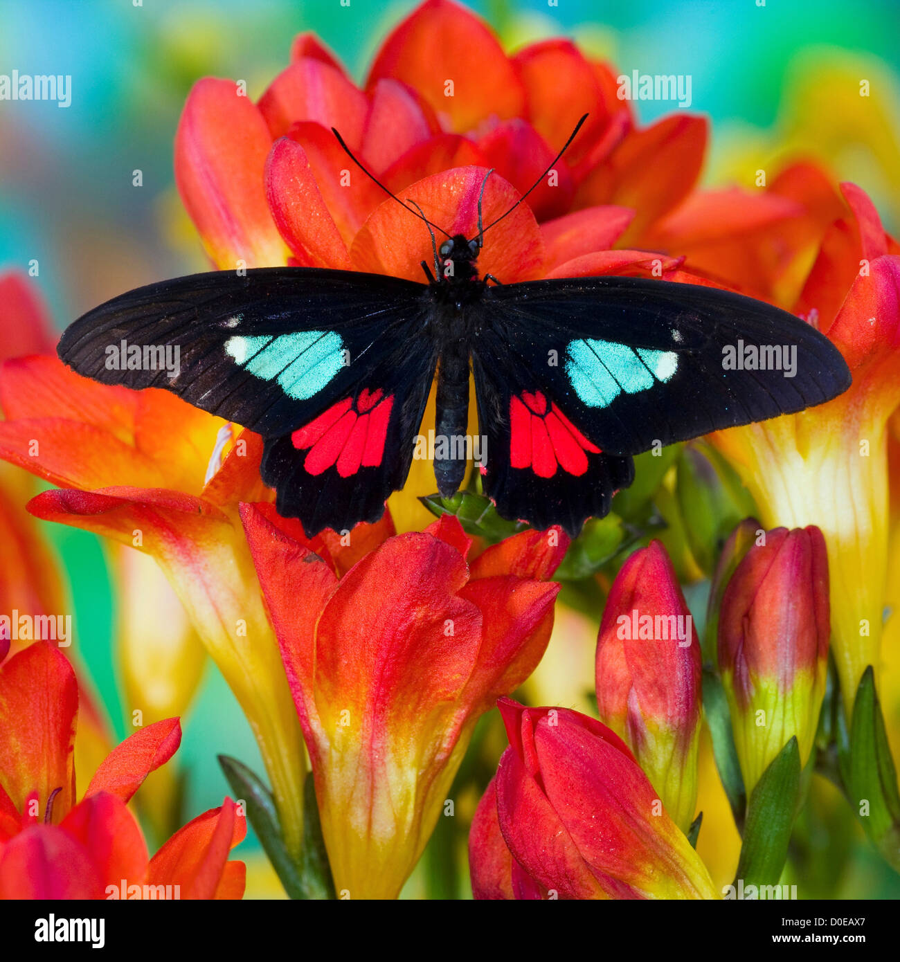 Arched-Wing Cattleheart Butterfly Stock Photo - Alamy
