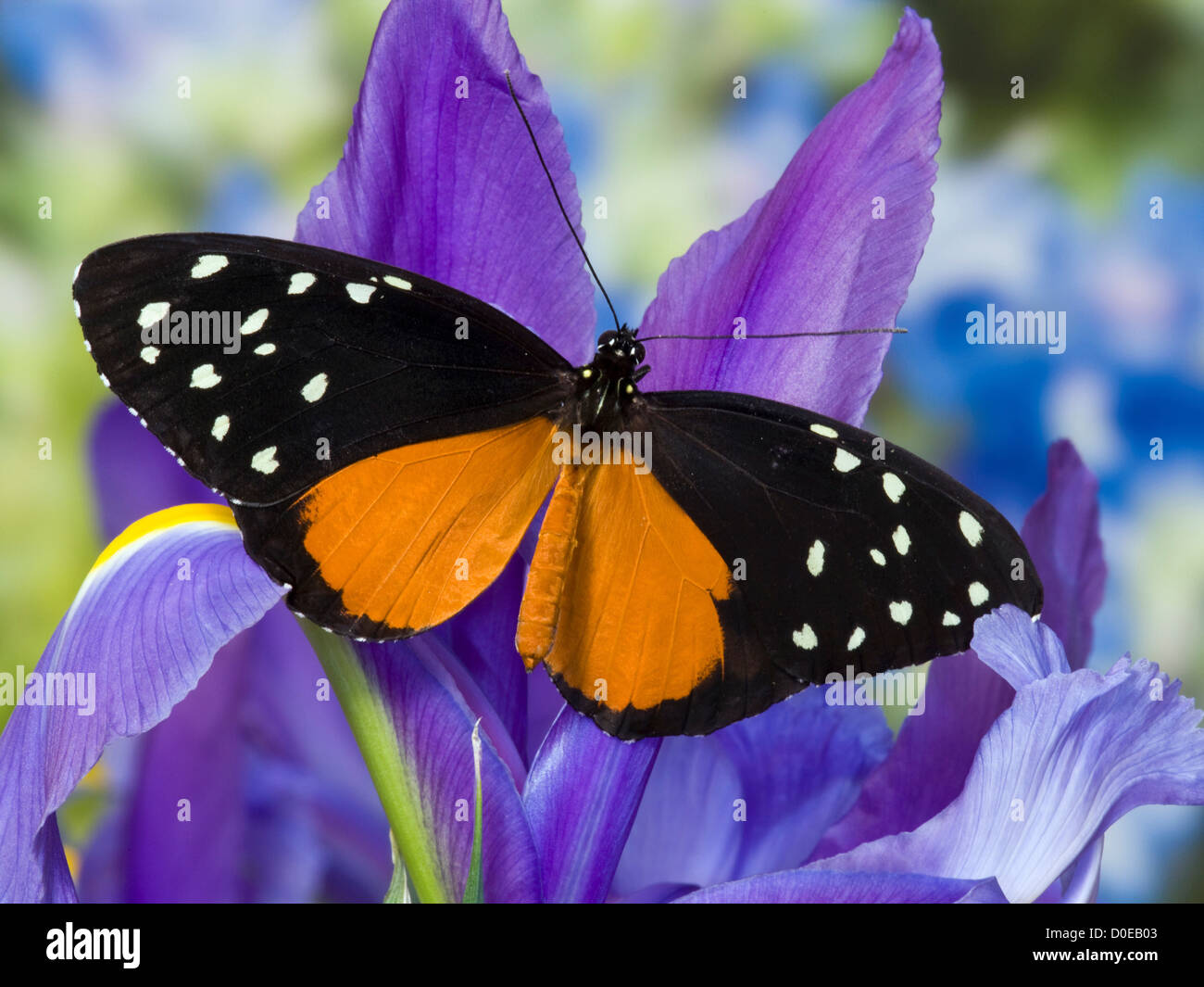 Spotted tiger glassywing hi-res stock photography and images - Alamy