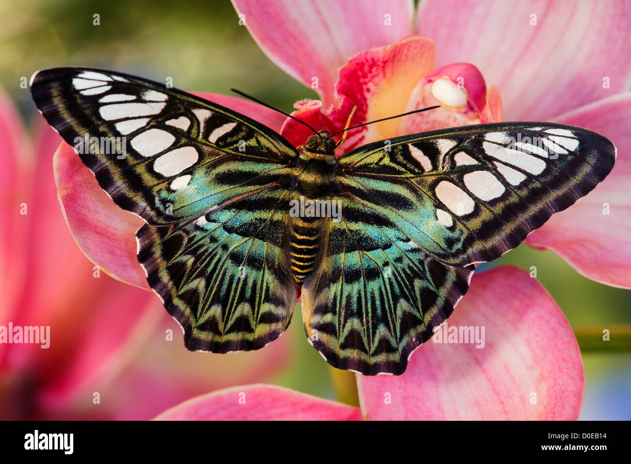 Malaysian Blue Clipper Butterfly Stock Photo - Alamy