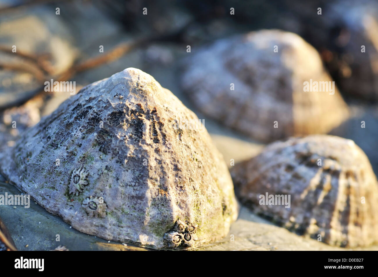 Barnacle limpet coast hi-res stock photography and images - Alamy