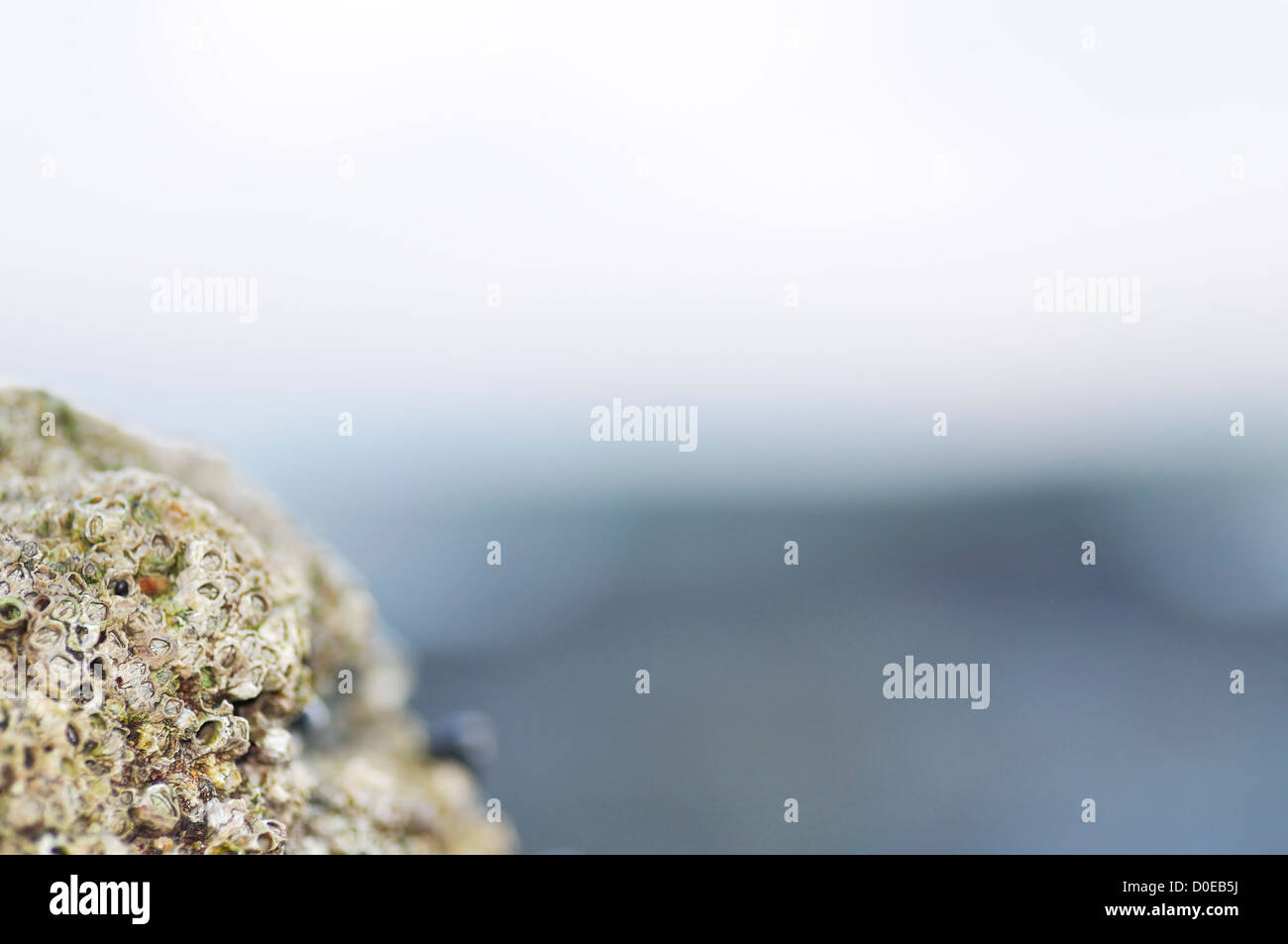 Group of crustaceans hi-res stock photography and images - Alamy