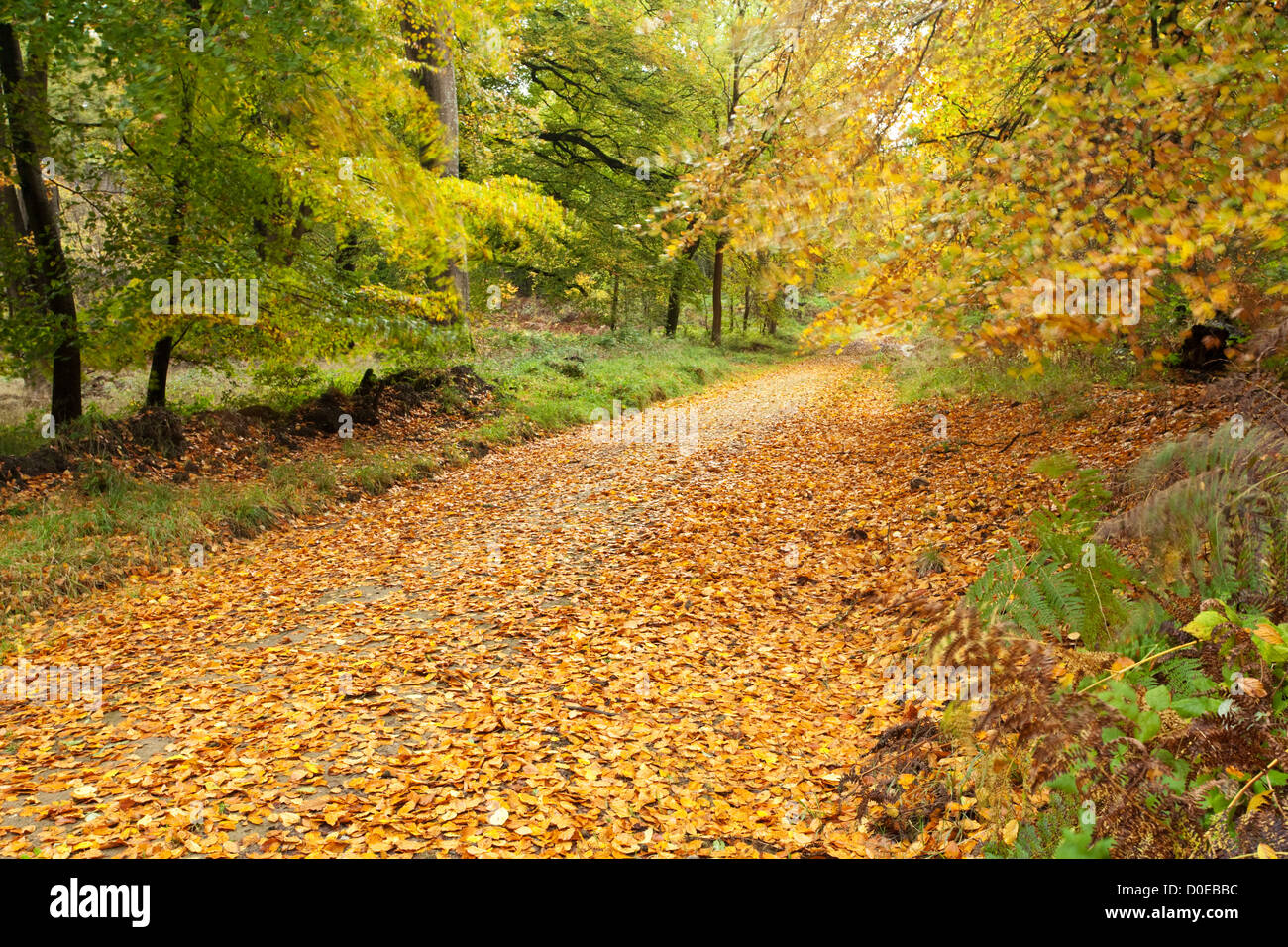Savernake forest england hi-res stock photography and images - Alamy