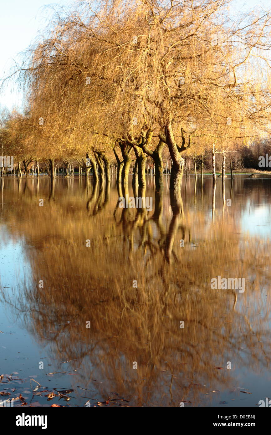 Trees in flood water hi-res stock photography and images - Alamy