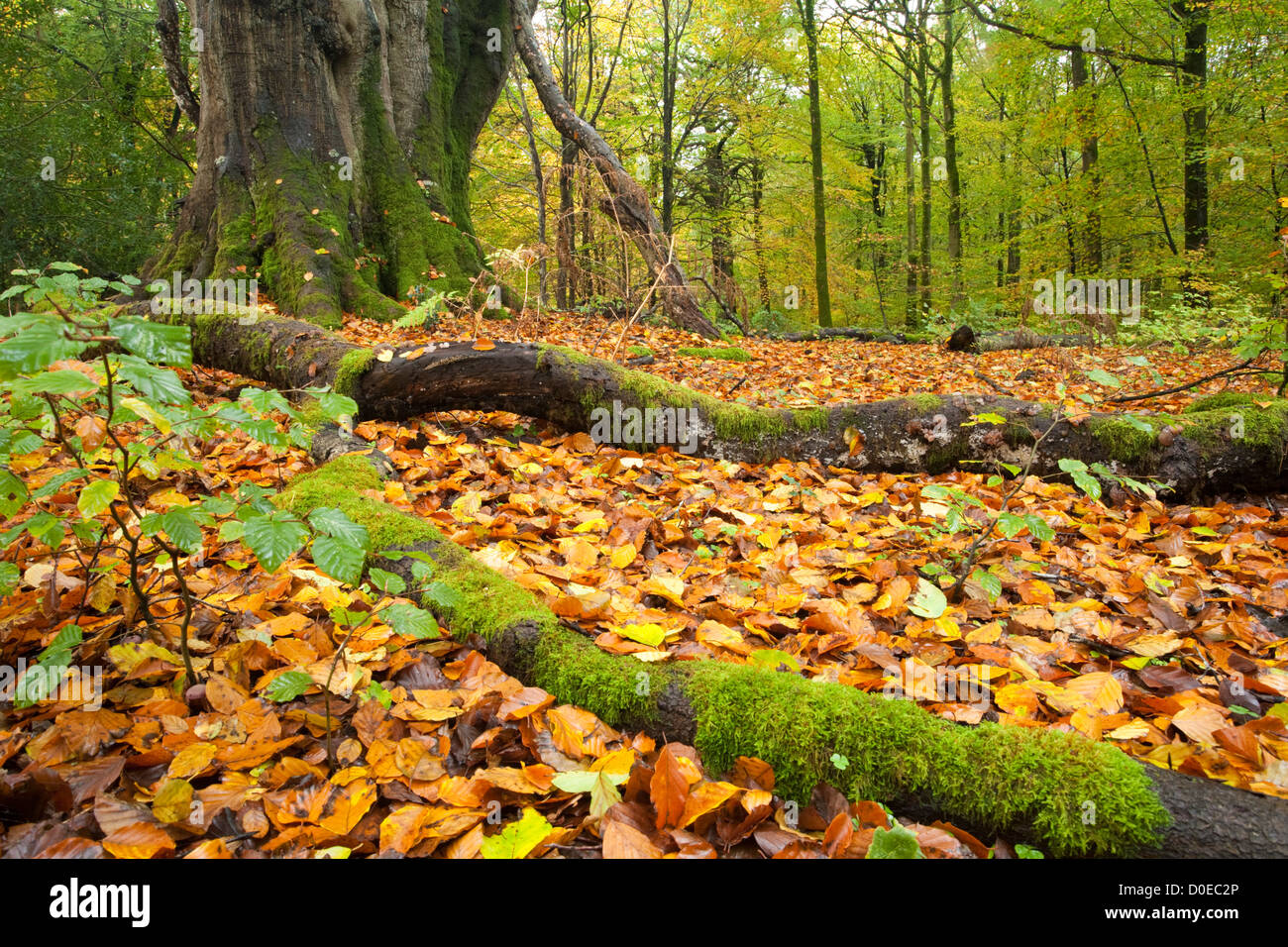 Decaying wood and fallen autumn leaves on the forest floor at Savernake ...