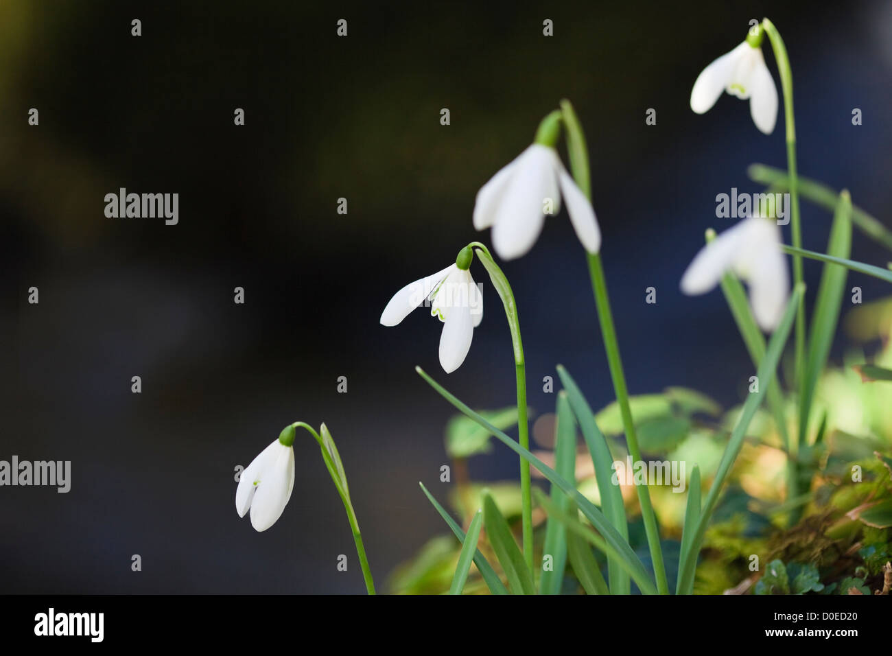 Wild Snowdrops (Galanthus nivalis) growing on Afon Dwyfor River ...
