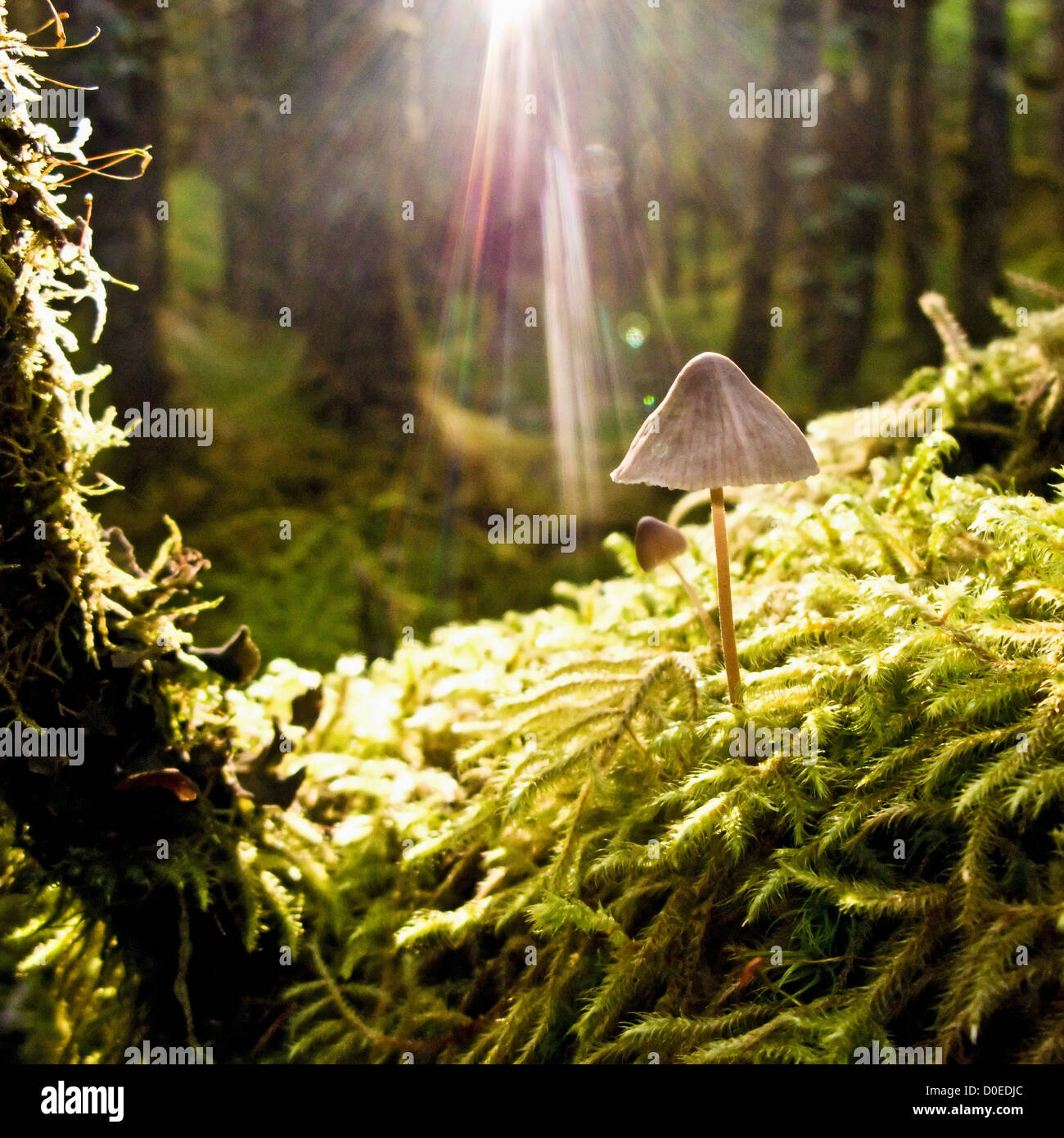A mushroom sprouts floor temperate rainforest is backlit some rare ...