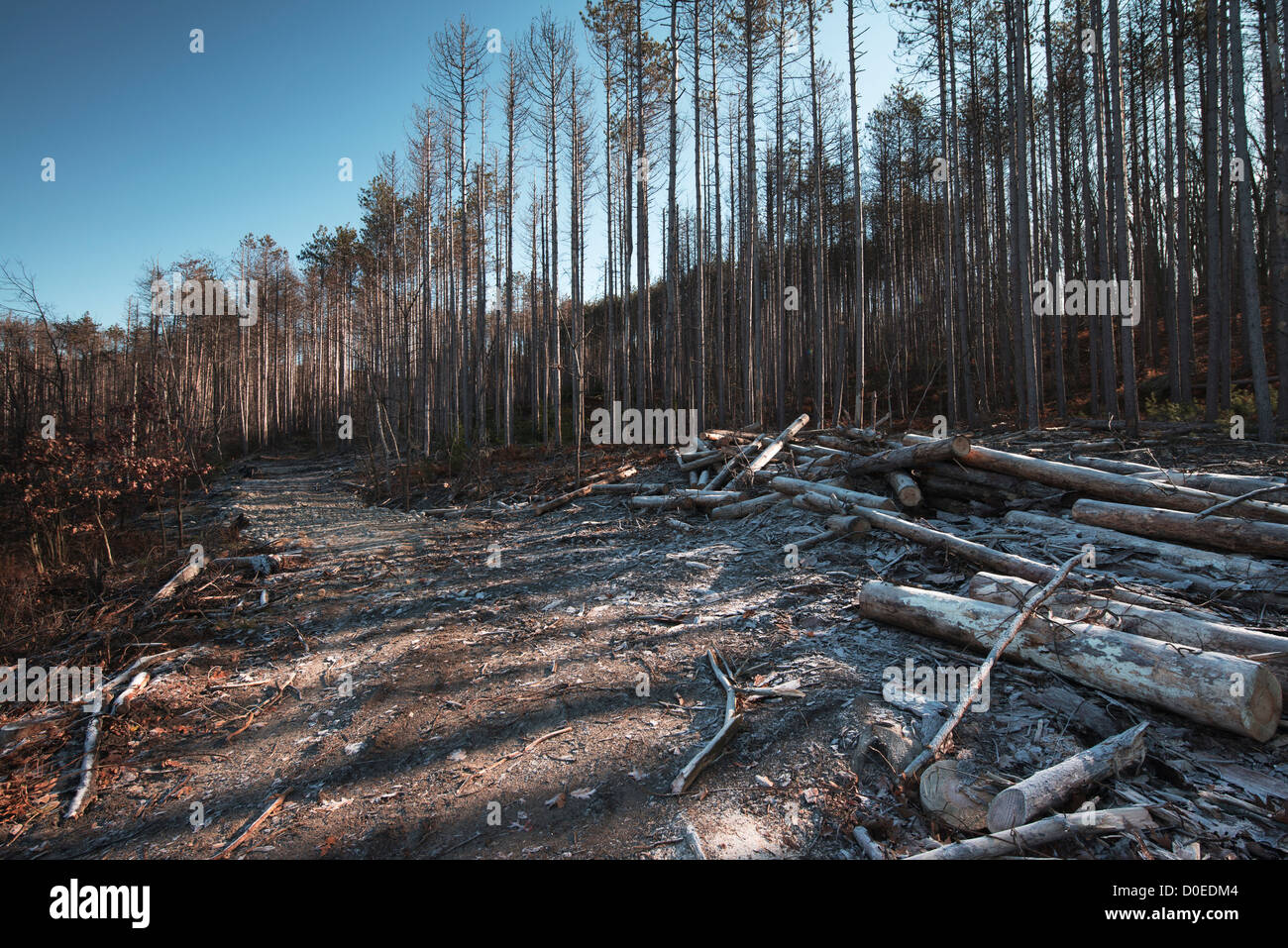 Logging at the Quabbin Reservoir, taking down victims of Red Pine Scale ...