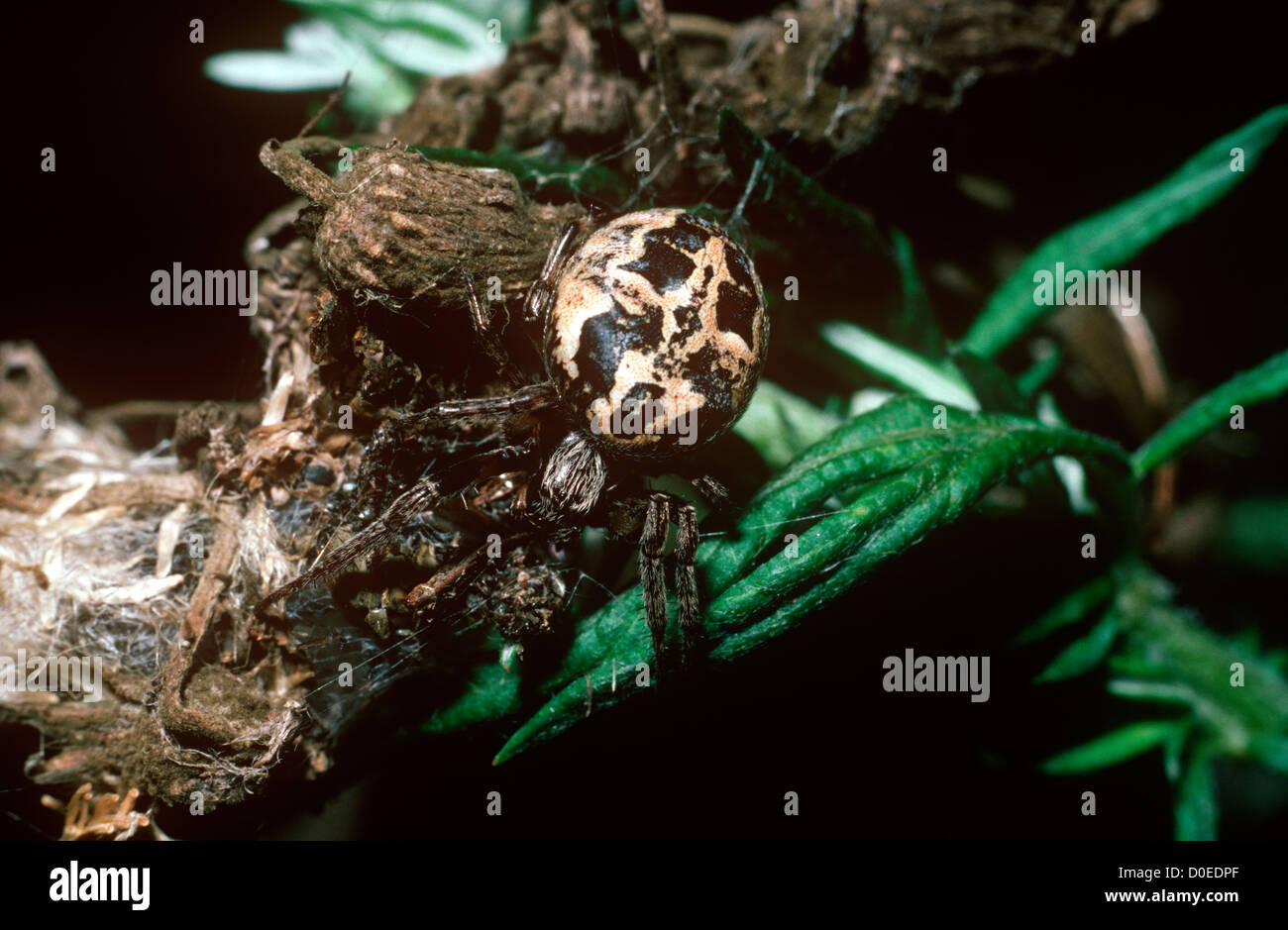 Larinioides cornutus spider araneidae hi-res stock photography and ...