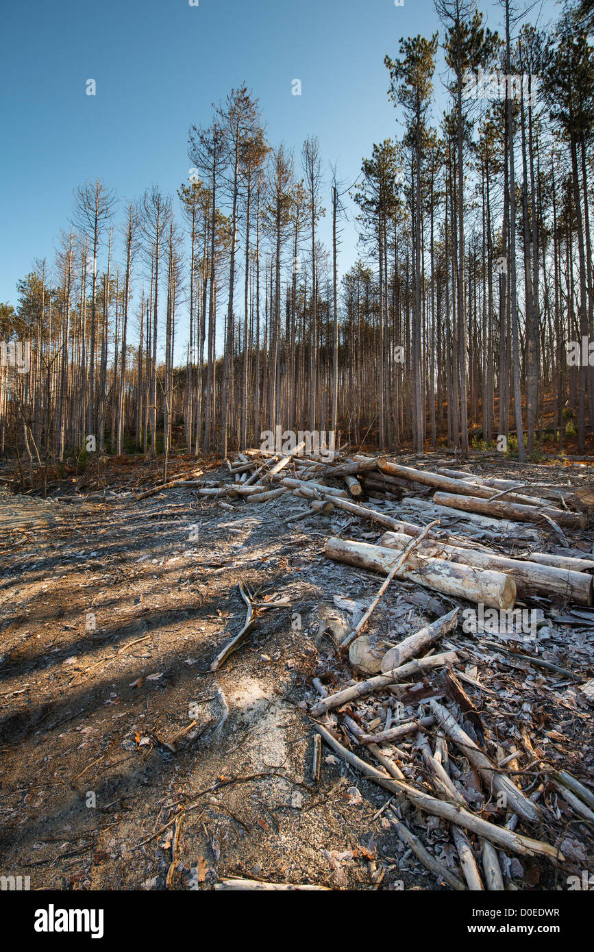 Logging at the Quabbin Reservoir, taking down victims of Red Pine Scale ...