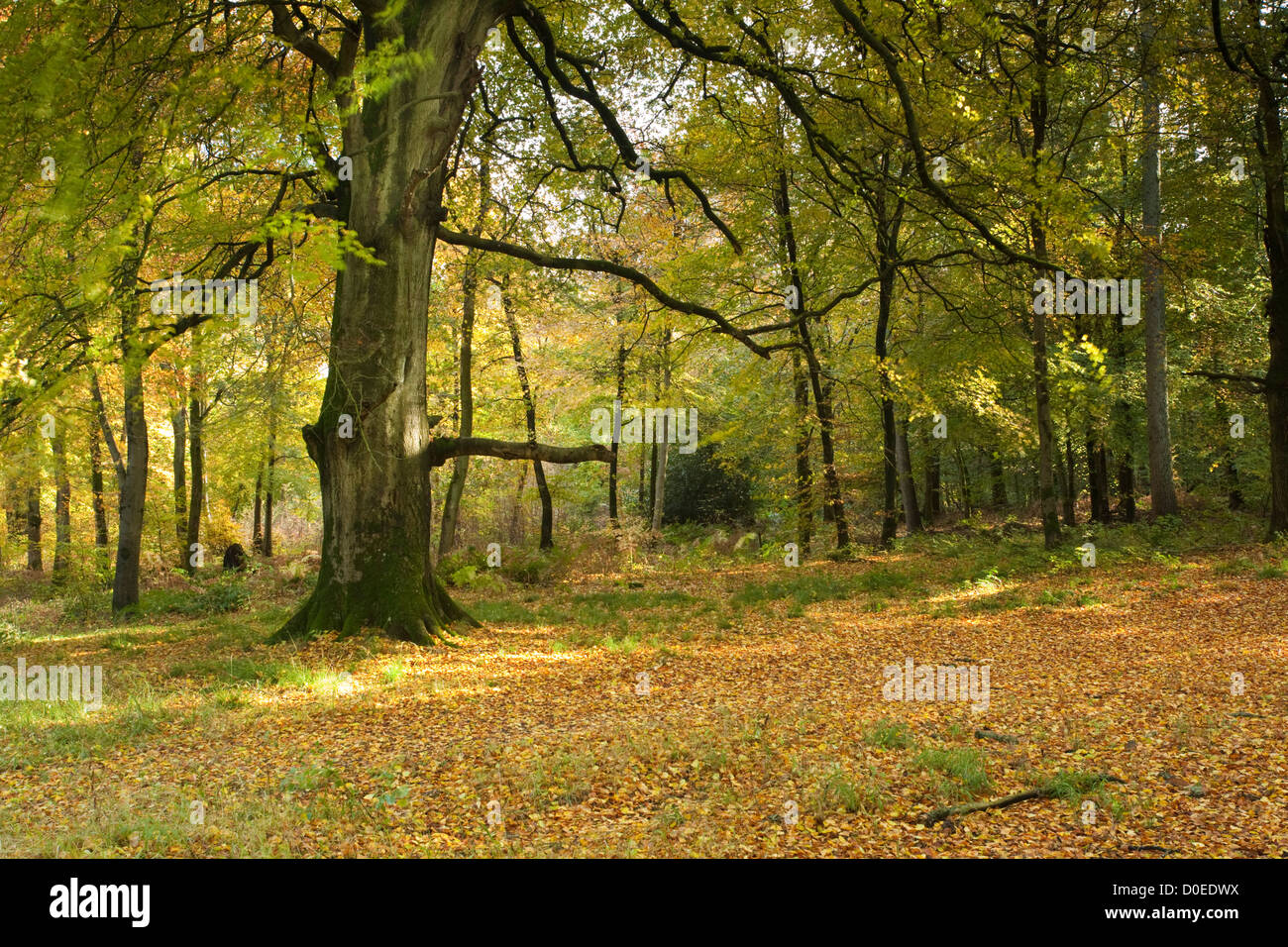 Ancient beech tree in autumn colours, Savernake Forest, near ...
