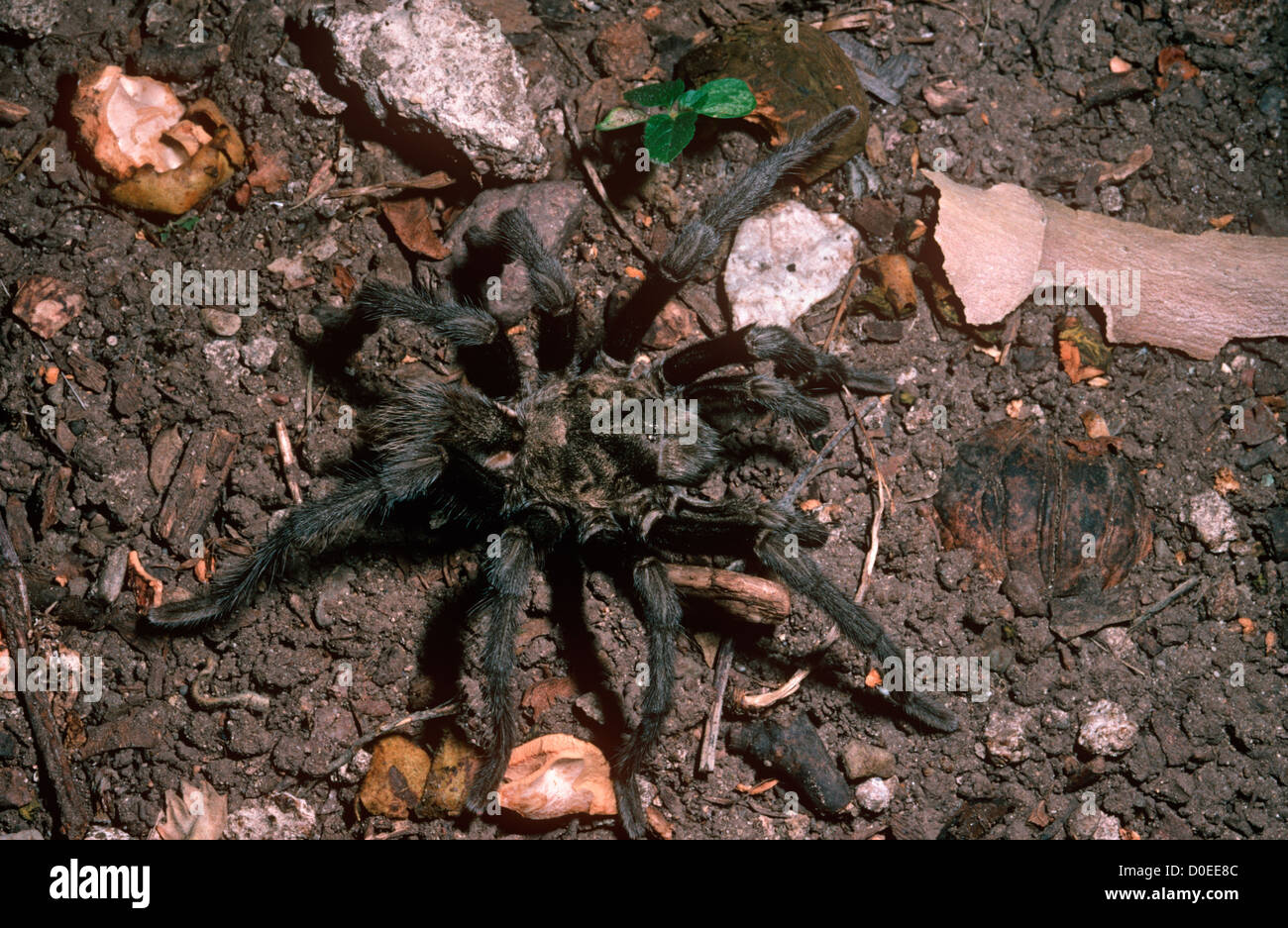 A desert tarantula spider male (Aphonopelma iodium (iodius ...