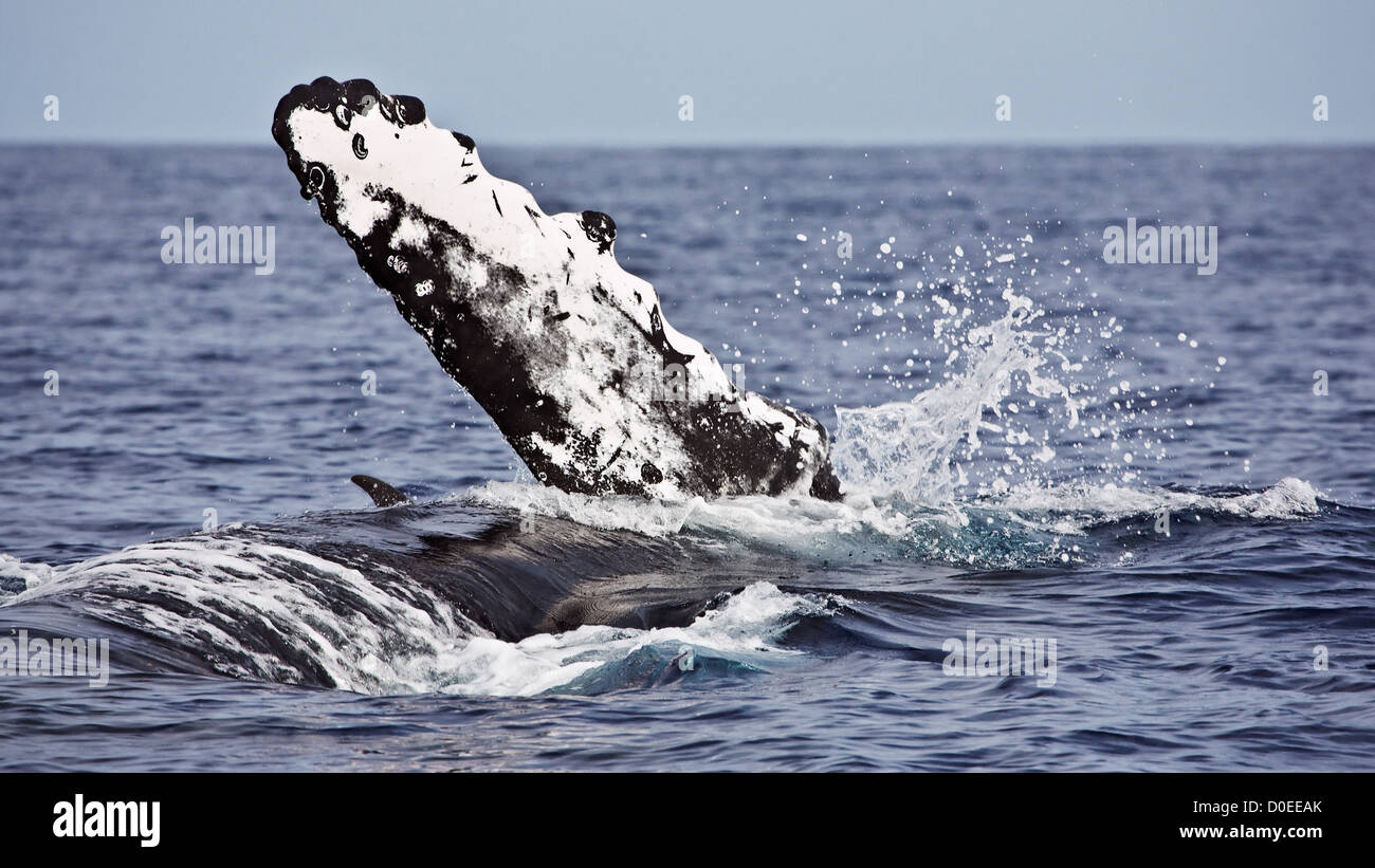 A female humpback whale spins onto her belly while dorsal fin spinner ...
