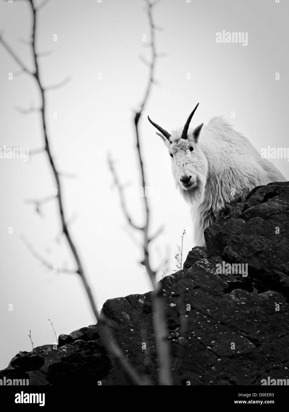 The mountain goats in Juneau Alaska were one point almost hunted out ...