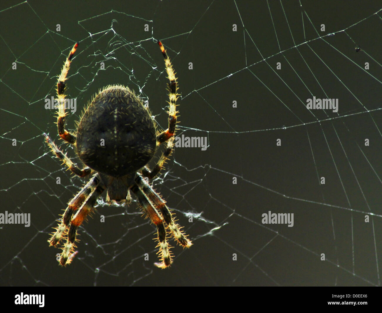 The orb weaver spiders can be found just about everywhere in foothills ...