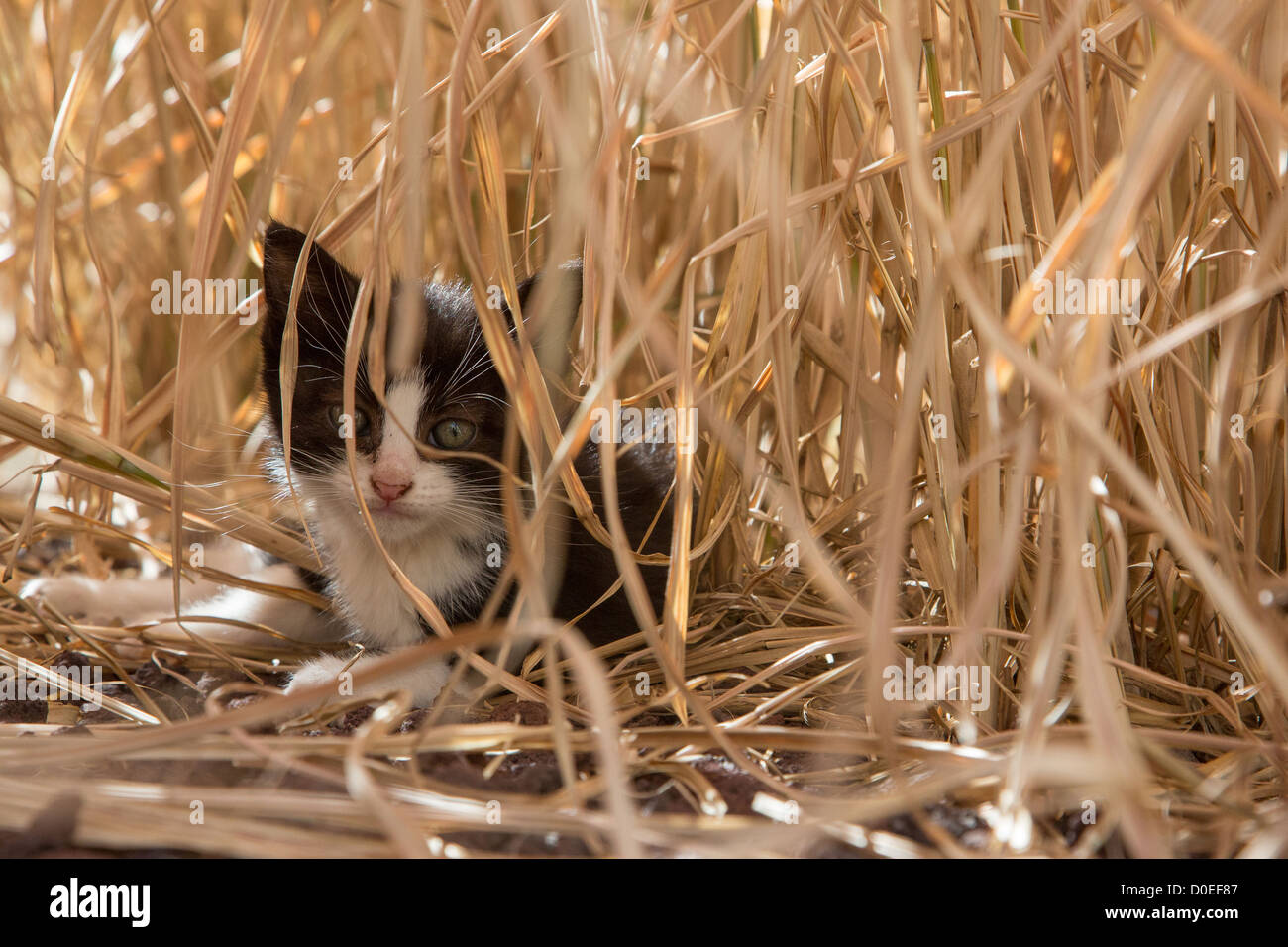 Kitten hiding hi-res stock photography and images - Alamy