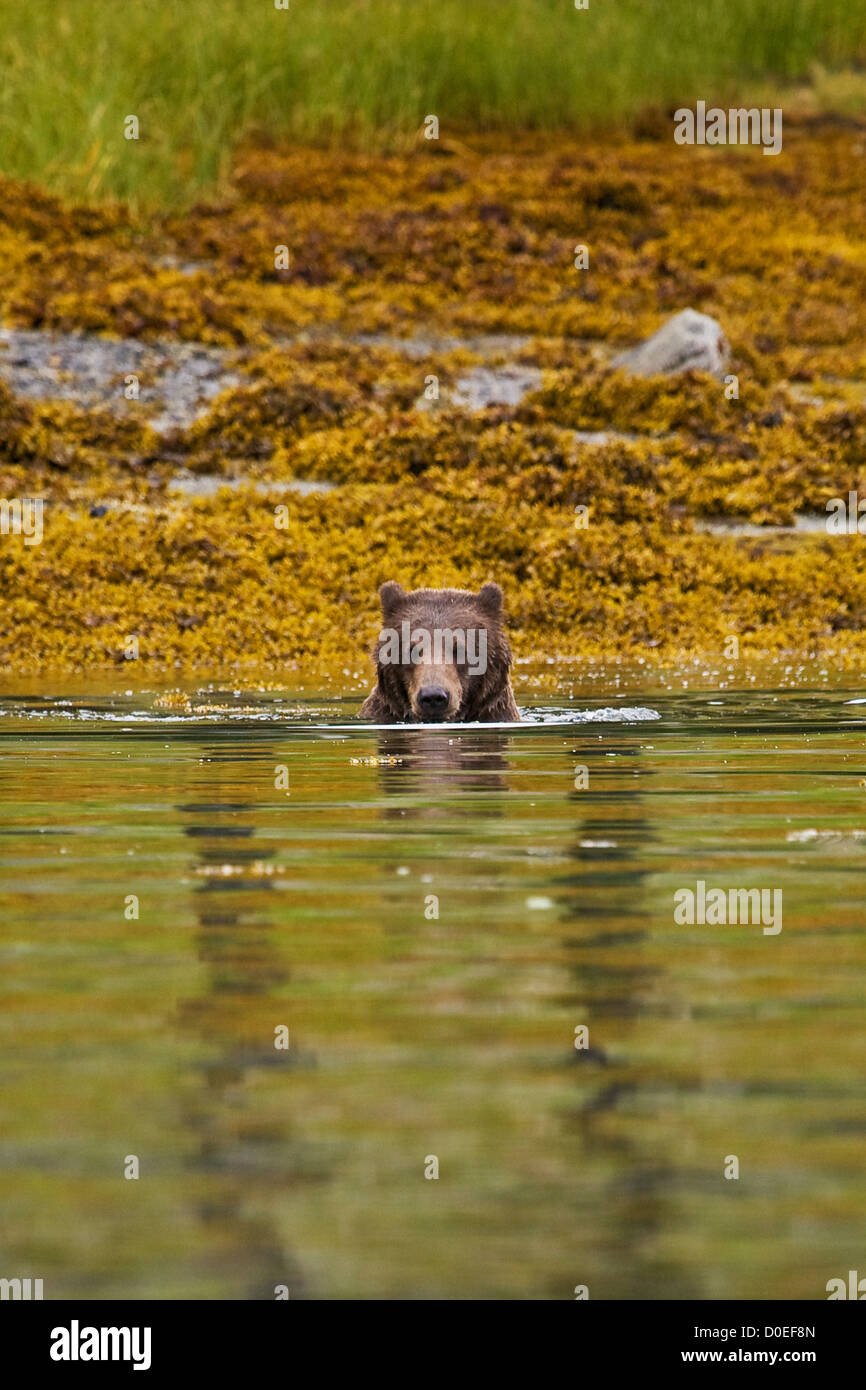 Angoon hi-res stock photography and images - Alamy