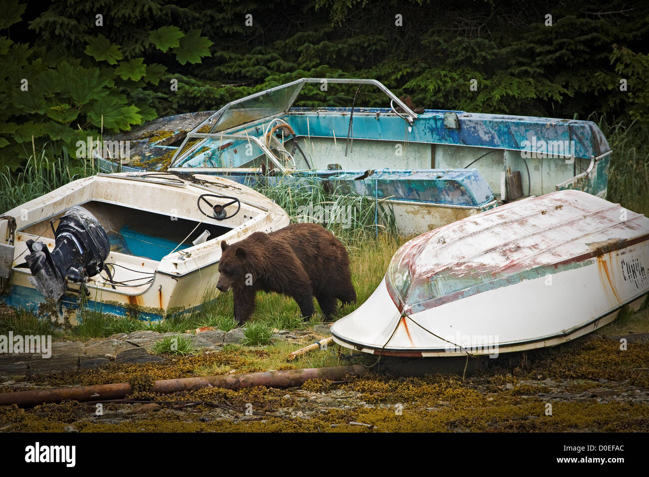 A brown bear roaming around abandoned boats in Angoon Stock Photo - Alamy