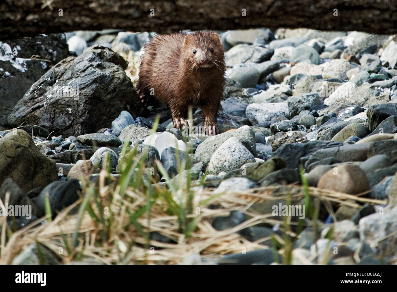 Mink on rocks hi-res stock photography and images - Alamy