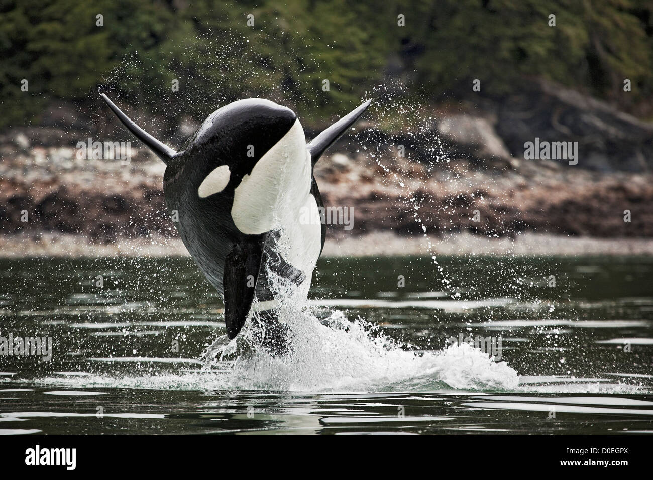 A male orca can be identified easily its tall straight dorsal fins ...