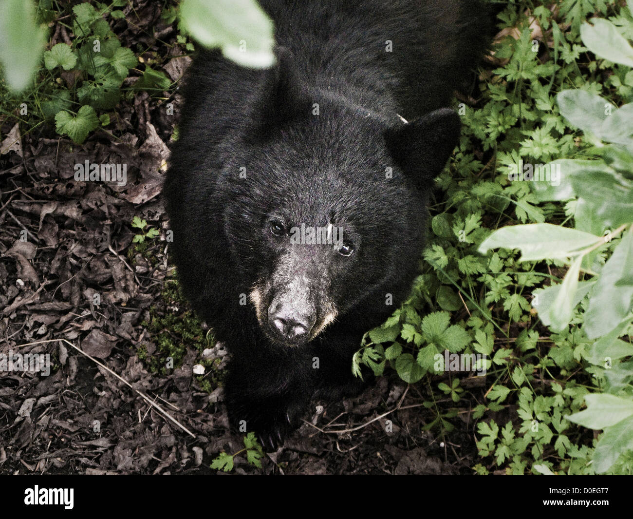 A young American black bear (Ursus americanus) nervously glances up in ...