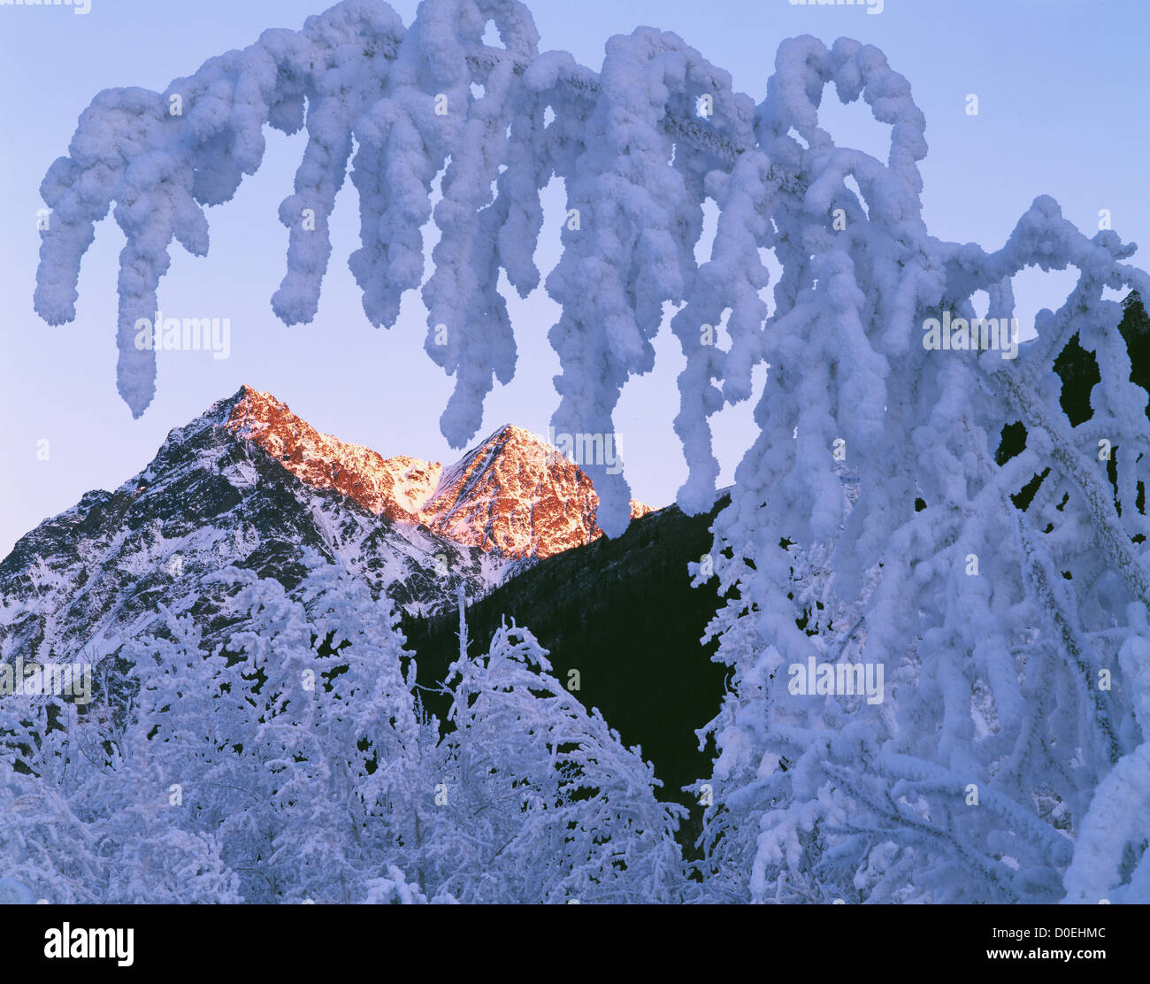 Rime Ice Covering Balsam Poplars and Alders, Alaska Stock Photo - Alamy