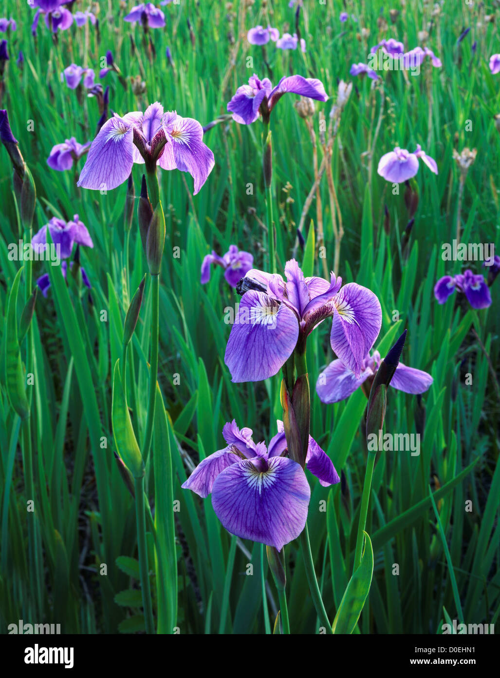 Wild Iris Flowers, Alaska Stock Photo - Alamy