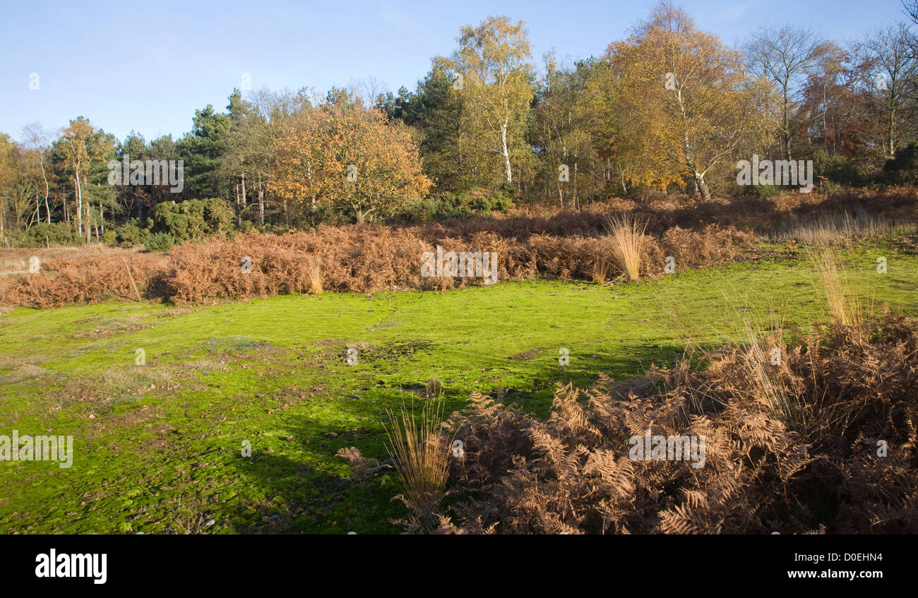 Heathland vegetation suffolk sandlings hi-res stock photography and ...