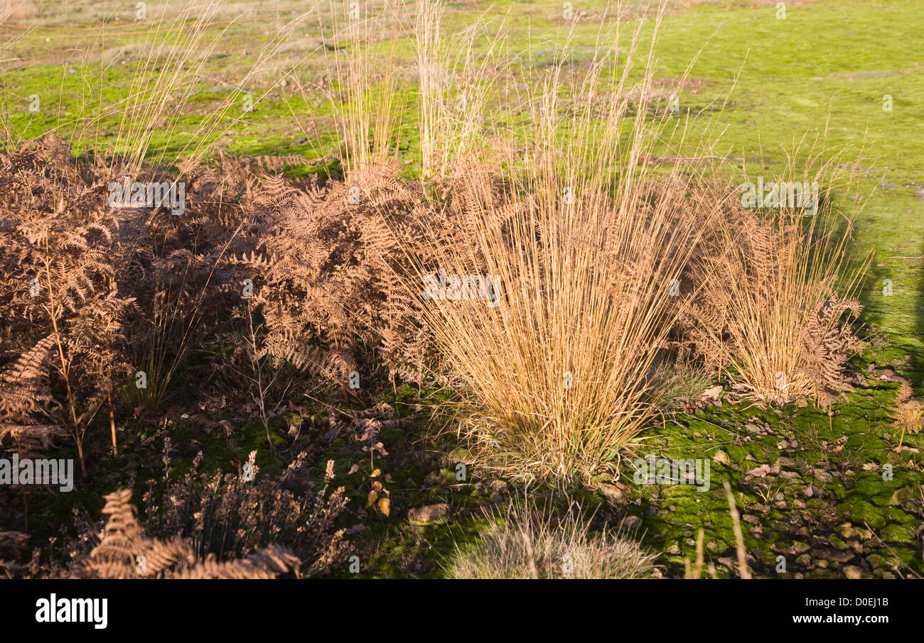 Clump of grass on heathland Stock Photo - Alamy
