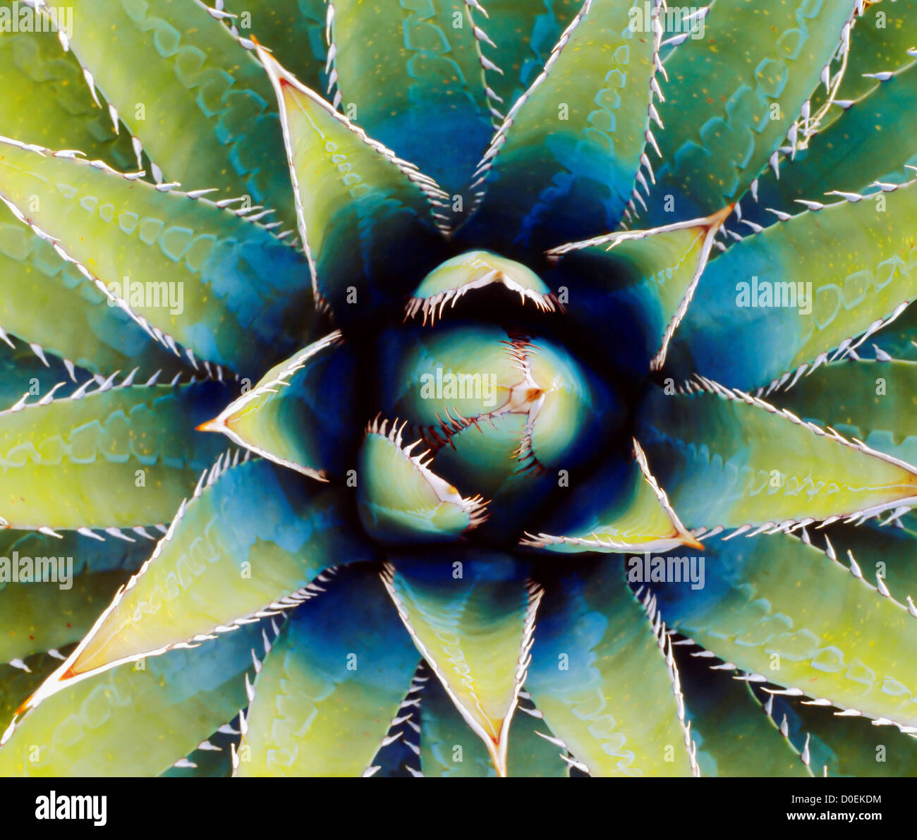 Basal Rosette of Kaibab Century Plant Stock Photo - Alamy