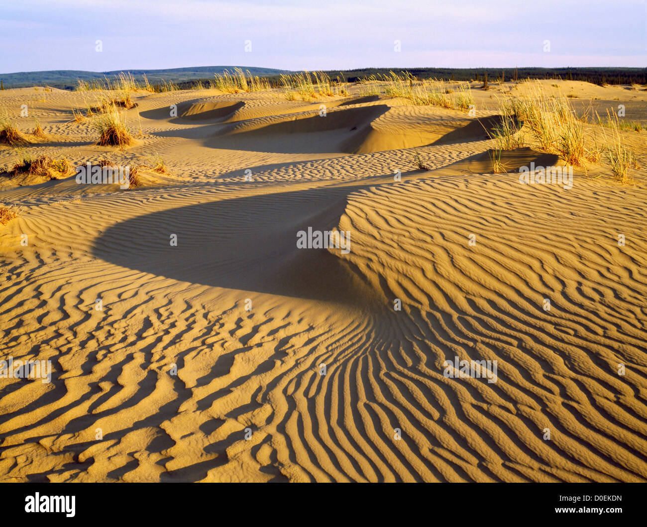 Sand Ripples and Grasses on the Great Kobuk Sand Dunes, Alaska Stock ...