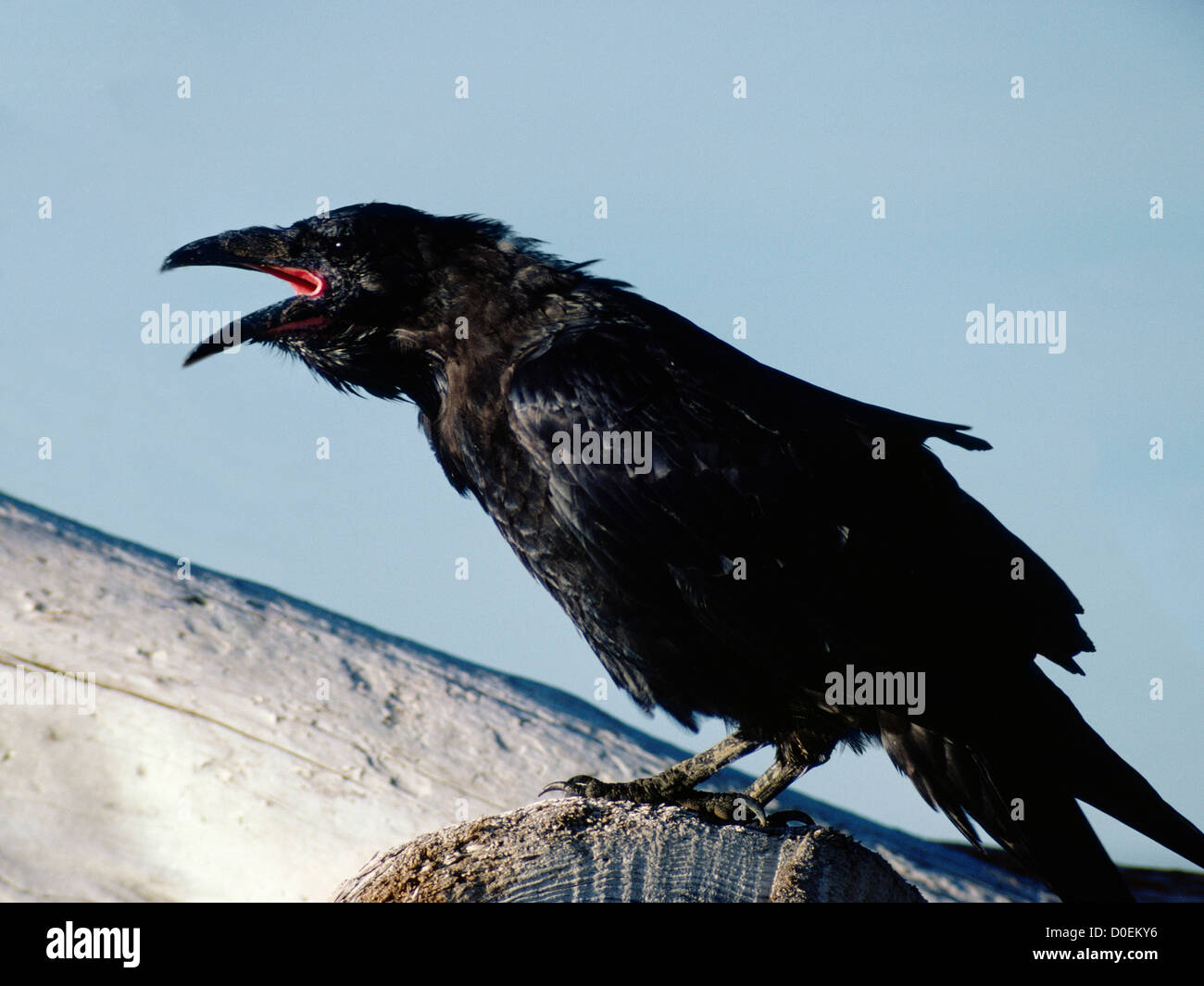 Young raven hi-res stock photography and images - Alamy