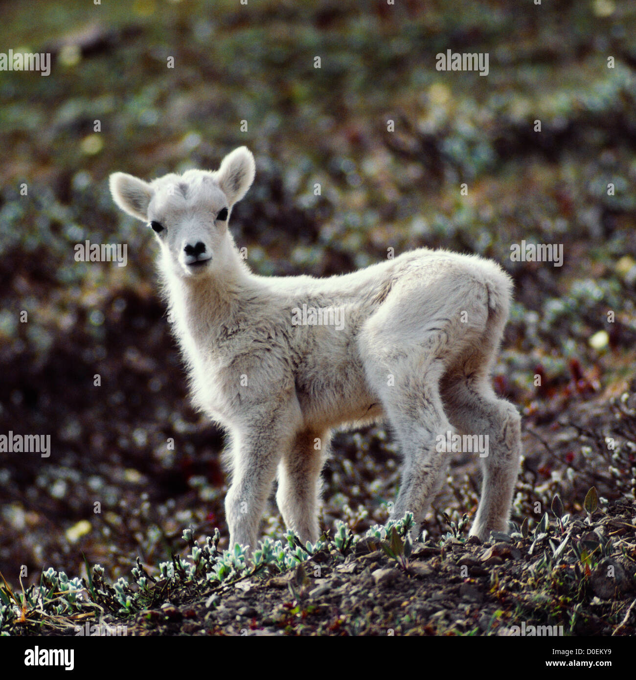 Inquisitive Dall Sheep Lamb Stock Photo - Alamy