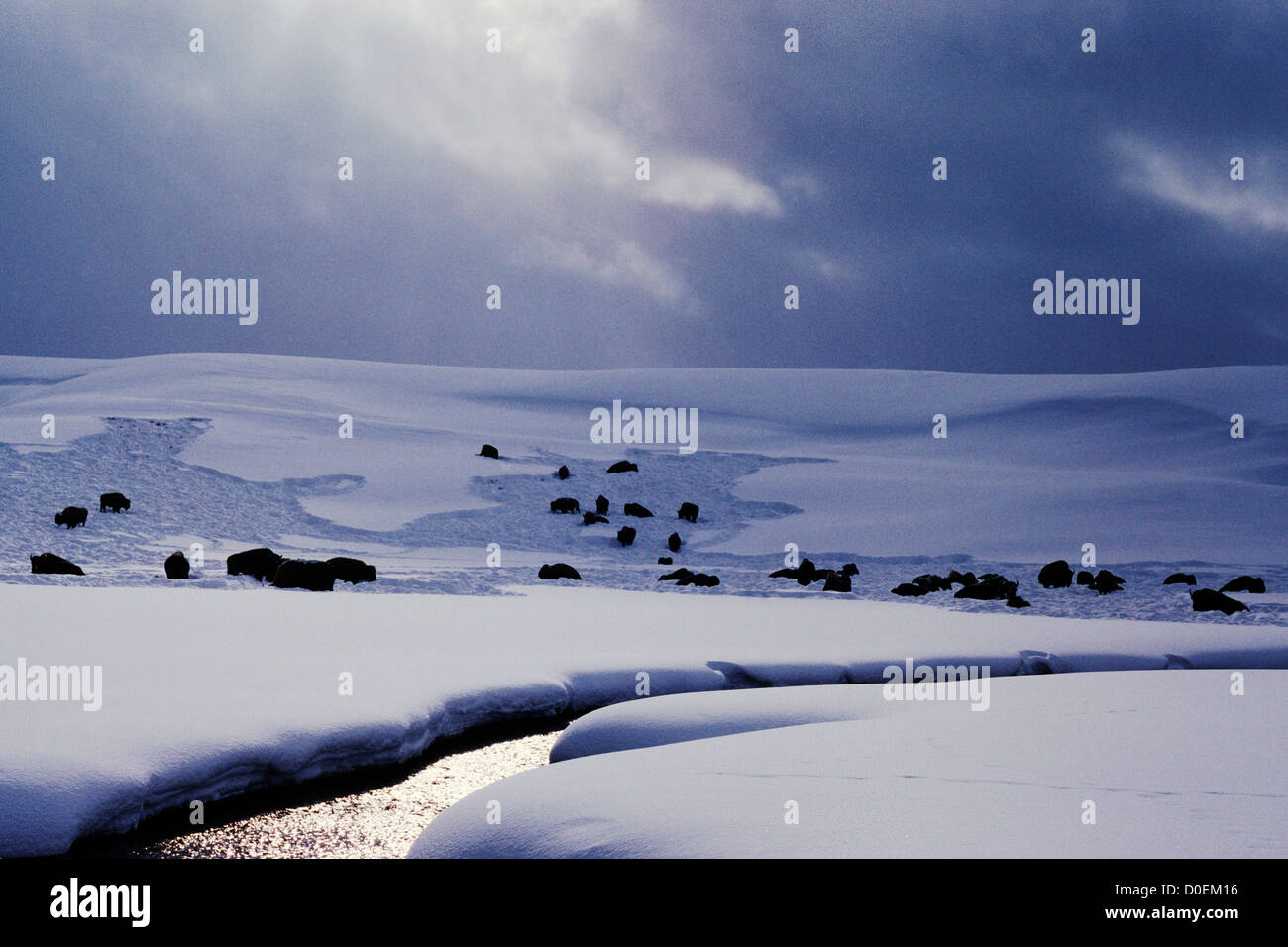 Bison Feeding in Deep Snow Stock Photo - Alamy