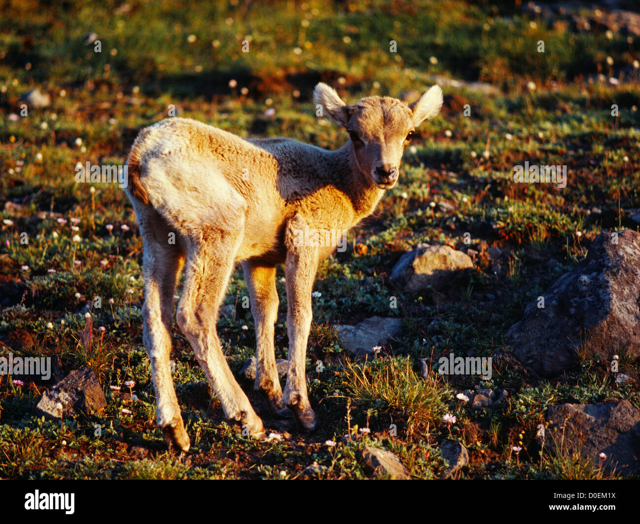 Mount lamb hi-res stock photography and images - Alamy