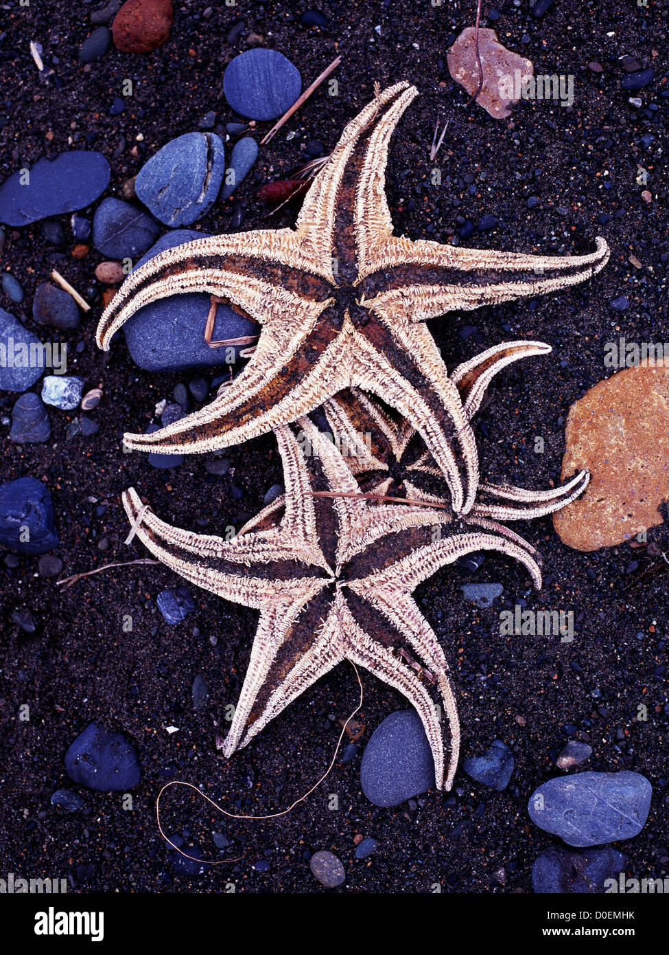 Underside purple starfish hi-res stock photography and images - Alamy