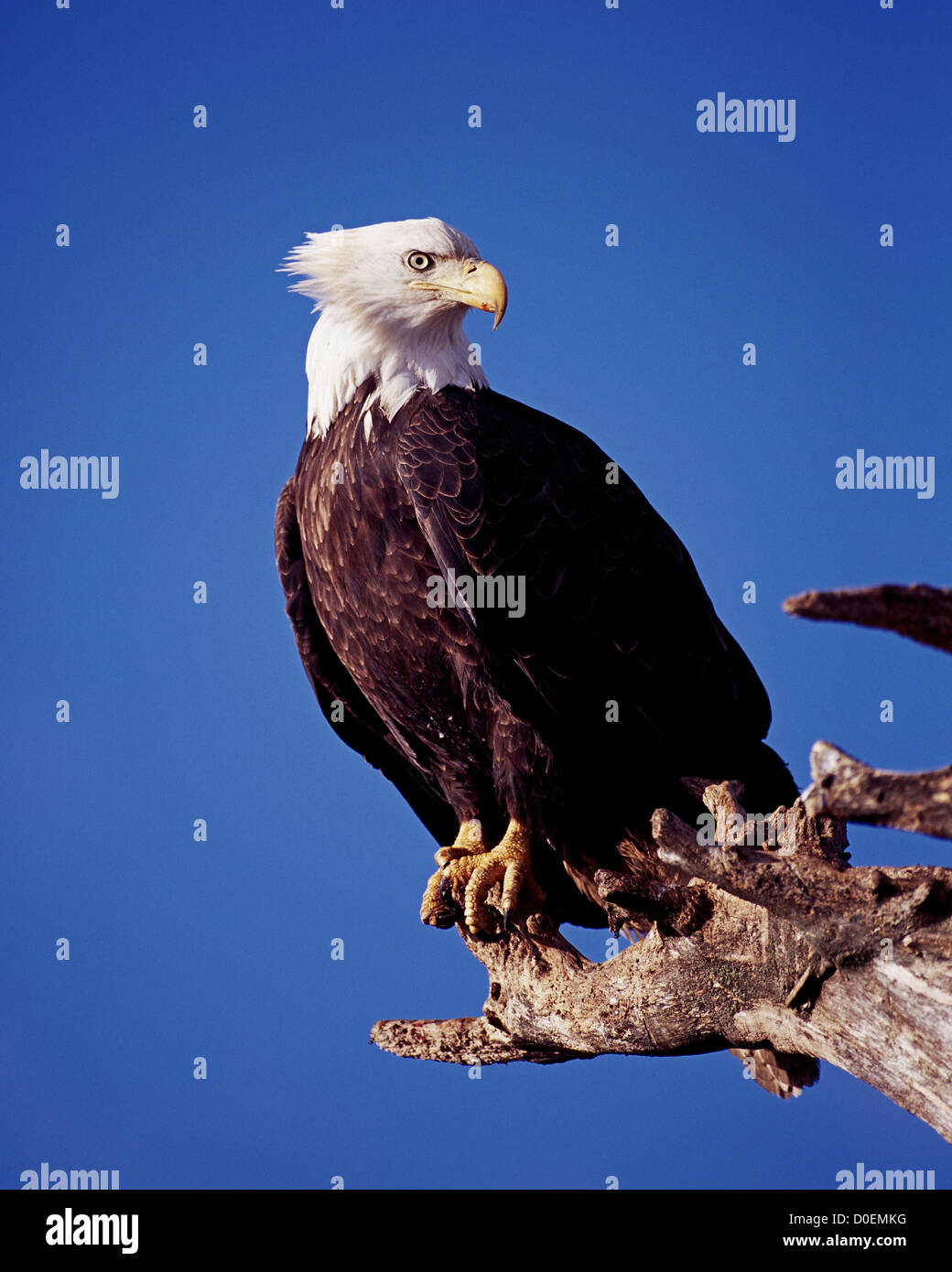 Bald Eagle Looks Out From a High Perch Stock Photo - Alamy