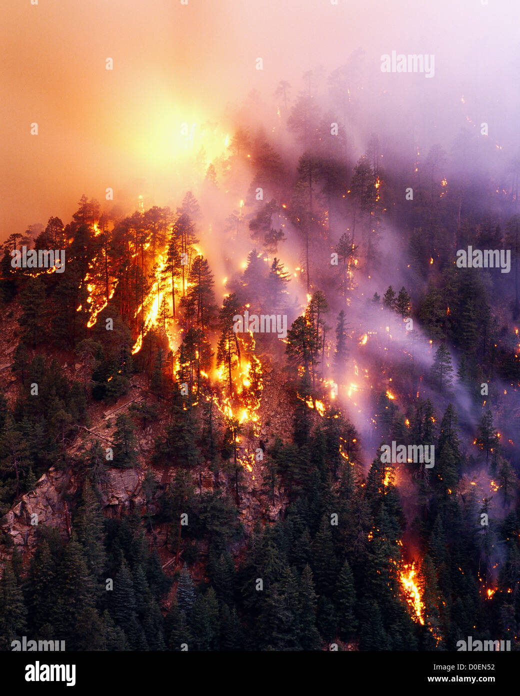 Fire in Ponderosa Pine Forest Stock Photo - Alamy