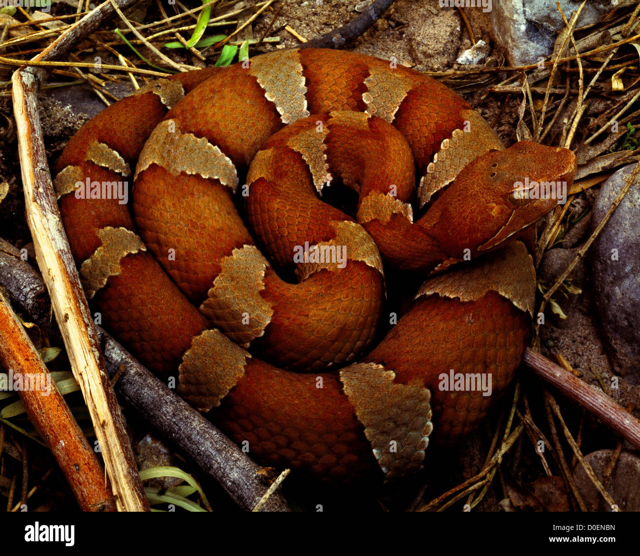 Copperhead Snake Striking