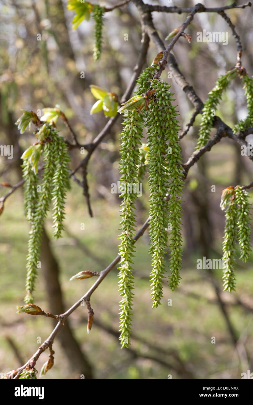Populus tremula catkin hi-res stock photography and images - Alamy